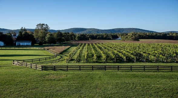 From London To The Virginia Wine Country - The Land Report