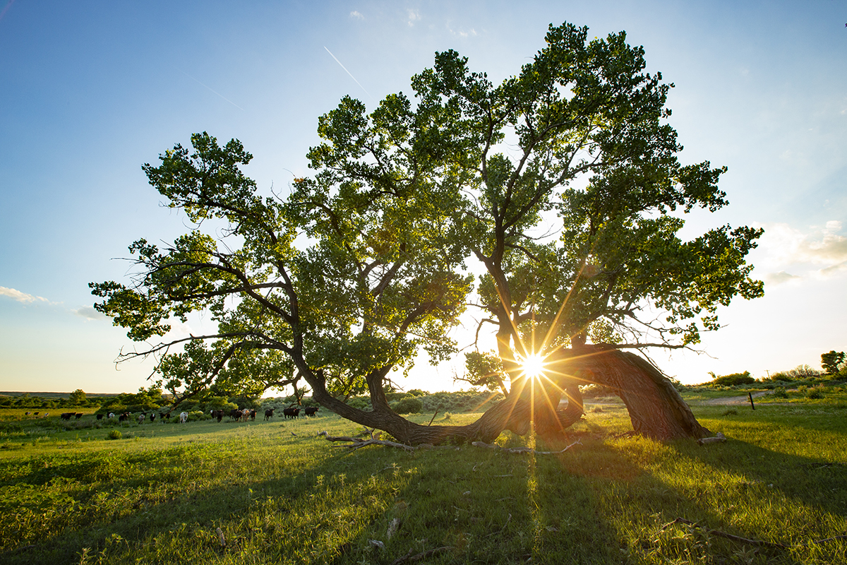 Turkey Track Ranch - Texas Panhandle - The Land Report