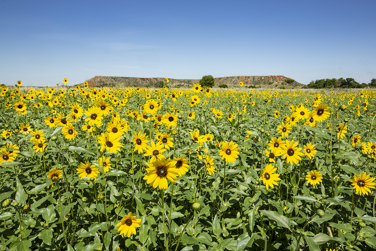 Turkey Track Ranch - The Land Report